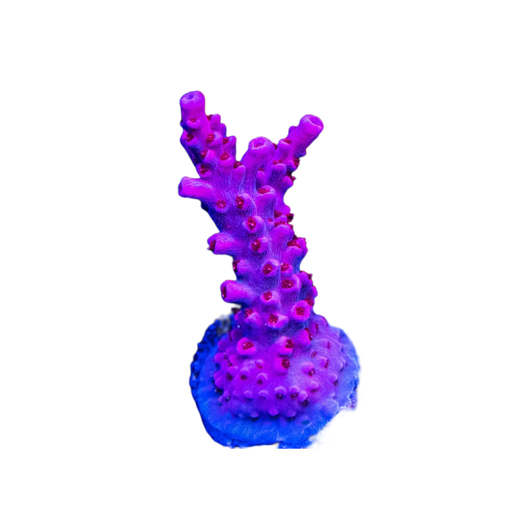 Acropora – Deep Reef