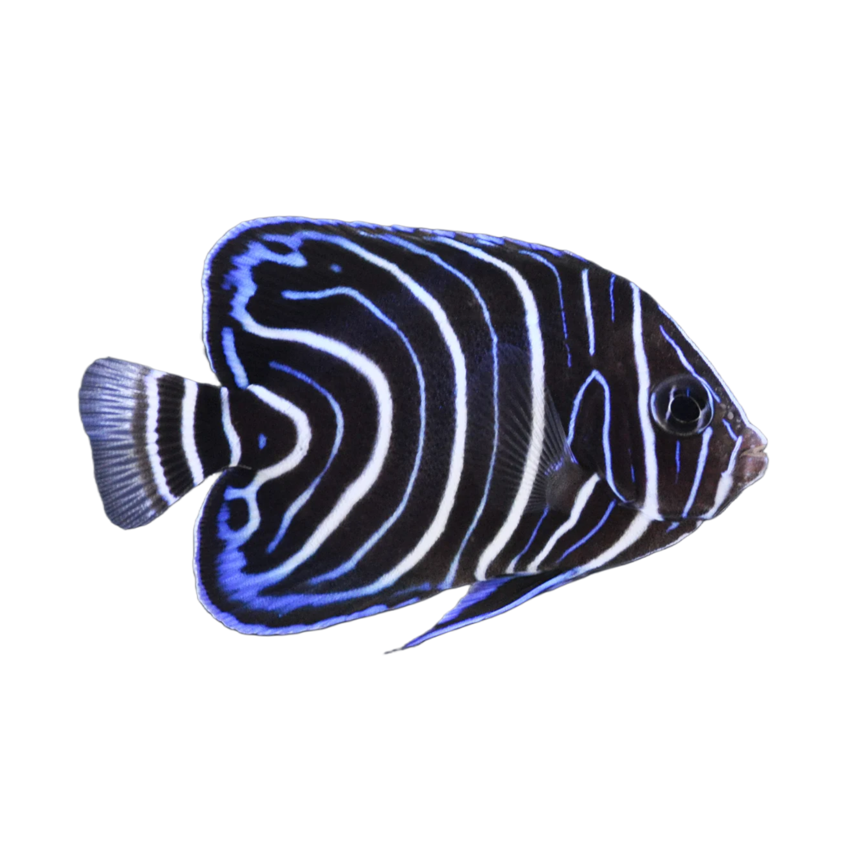 Angelfish – Deep Reef
