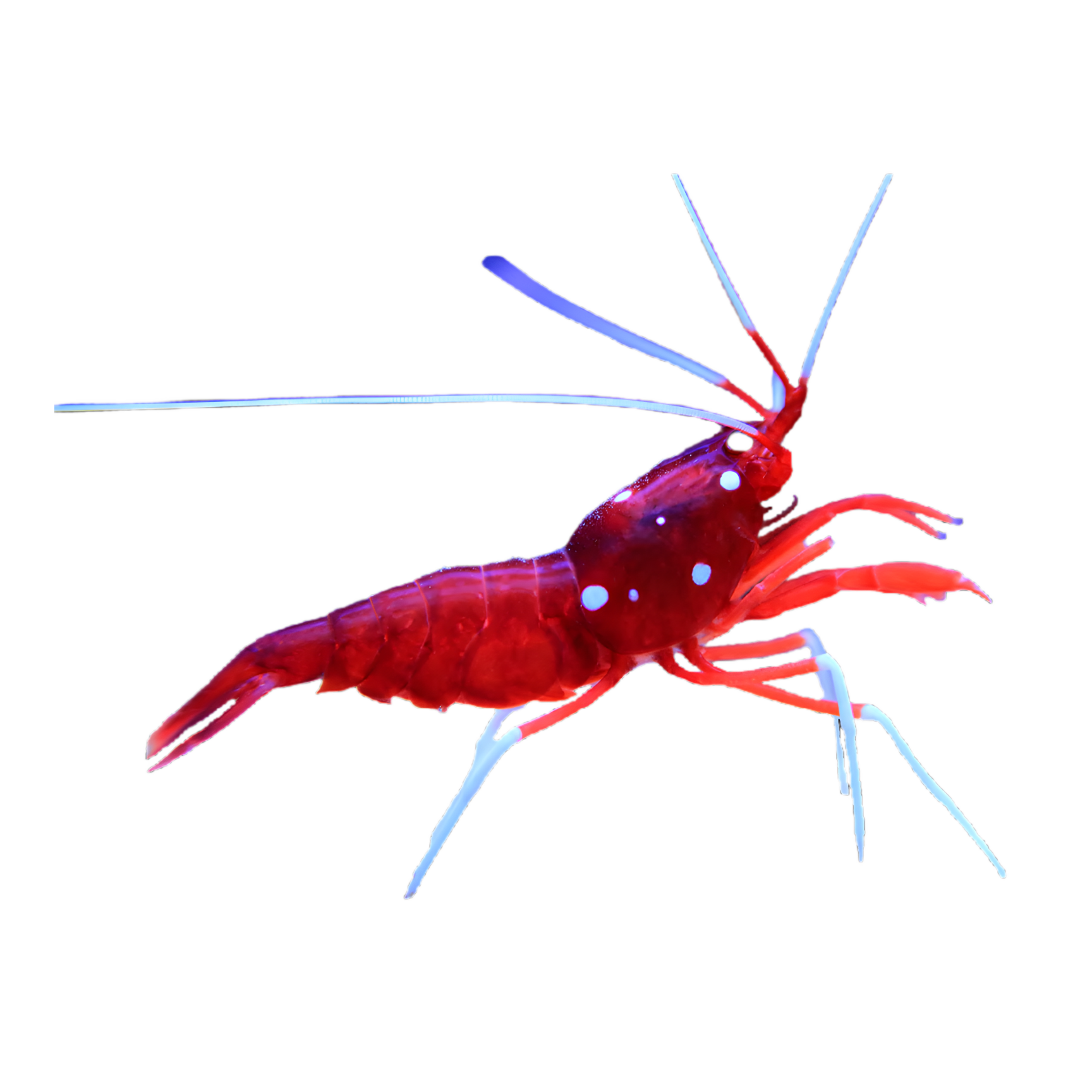 Reef Invertebrates – Shrimp, Crabs & Snails | DeepReef – Deep Reef
