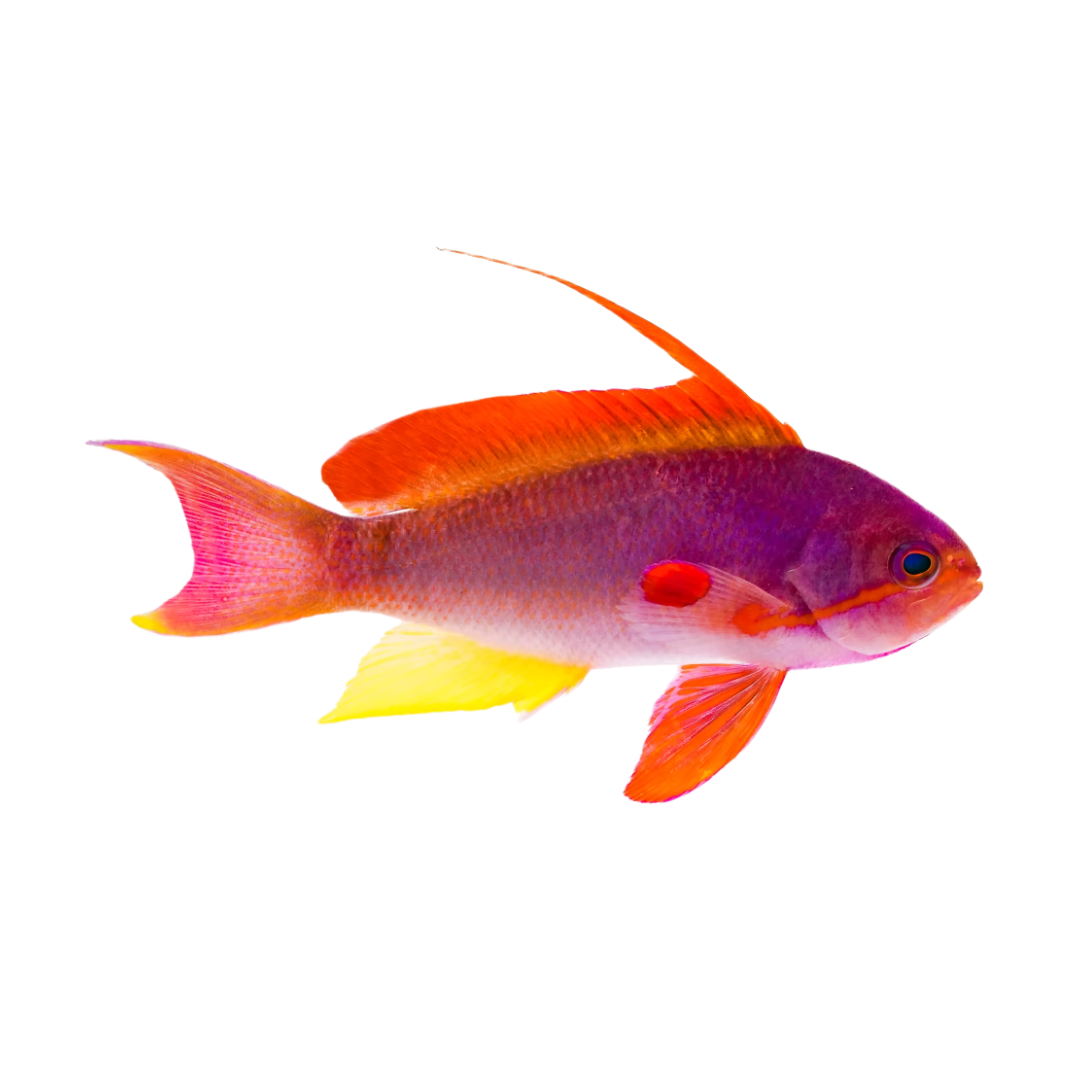 Anthias – Deep Reef