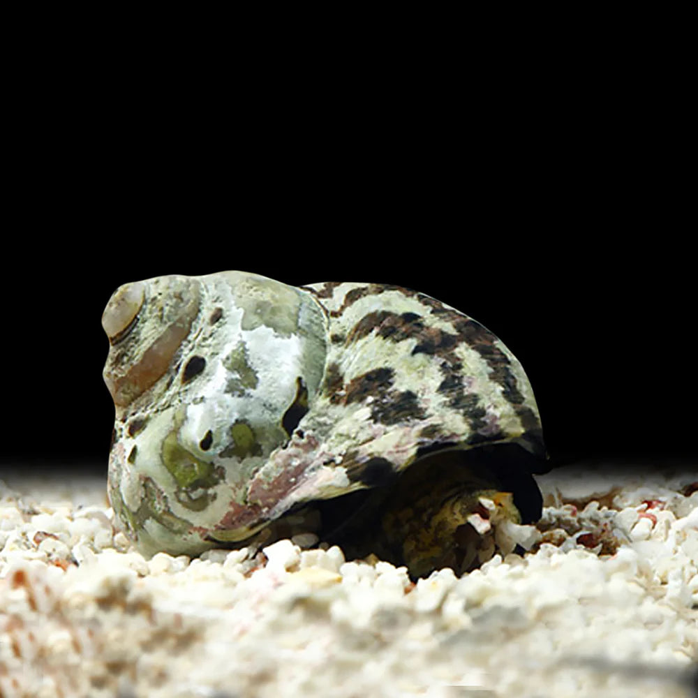 Snails – Deep Reef