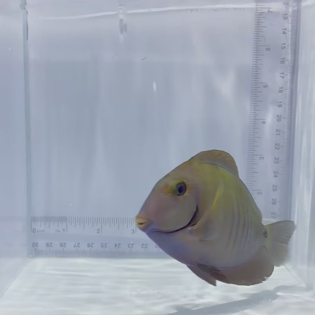 Atlantic Doctor Tang Fish – Deep Reef